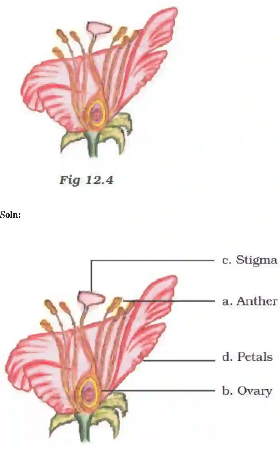 Class 7 Science Exemplar Reproduction in Plants Exemplar Solution